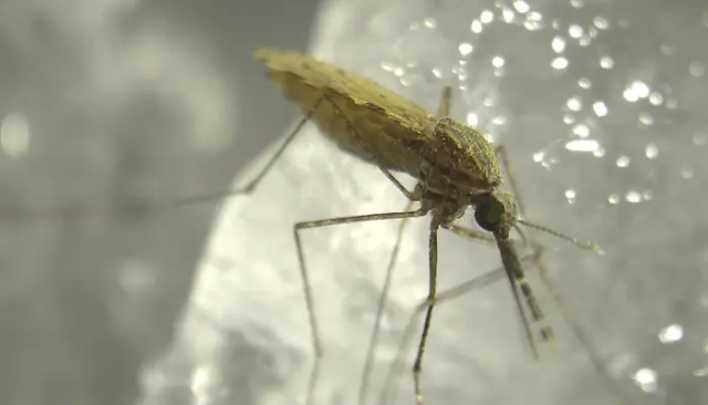 The problem of insecticide resistance in mosquitoes – TIGS